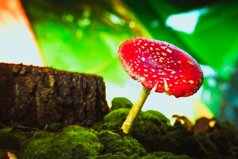 Beautiful Red with White Spots Mushroom on Moss Stock Photo - Image of ...
