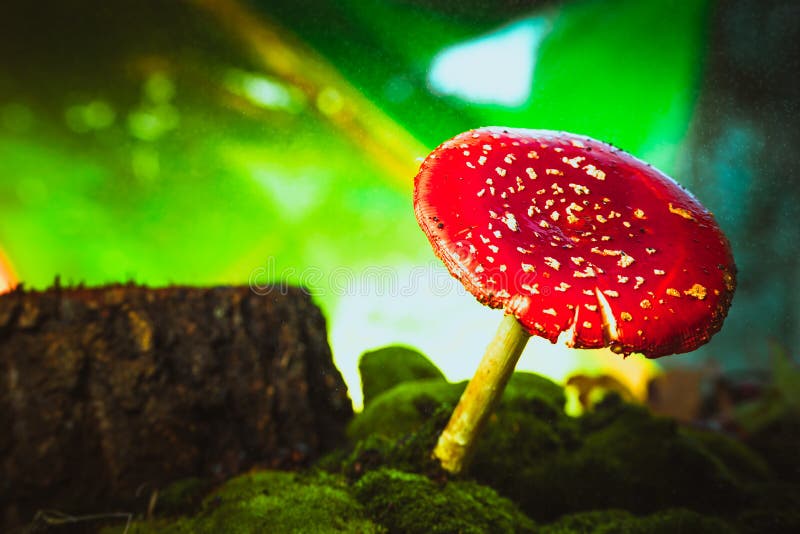 Beautiful Red with White Spots Mushroom on Moss Stock Image - Image of ...