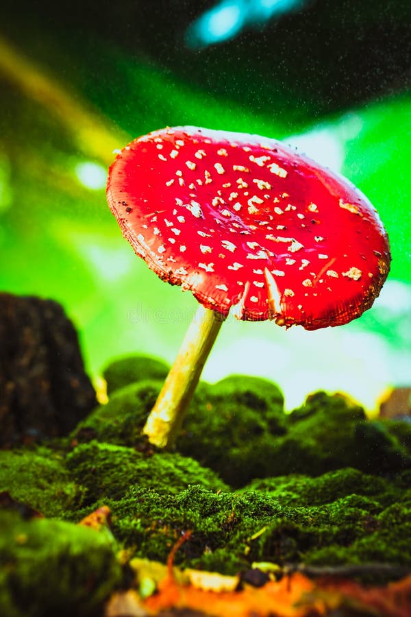 Beautiful Red with White Spots Mushroom on Moss Stock Photo - Image of ...