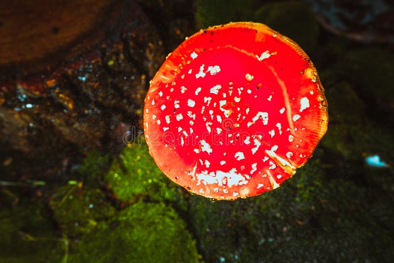 Beautiful Red with White Spots Mushroom on Moss Stock Image - Image of ...
