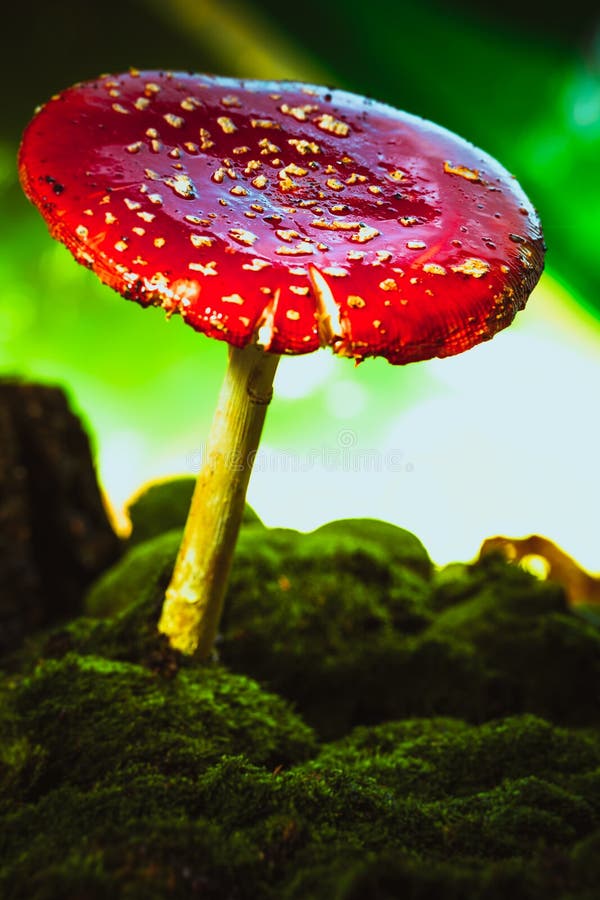Beautiful Red with White Spots Mushroom on Moss Stock Image - Image of ...