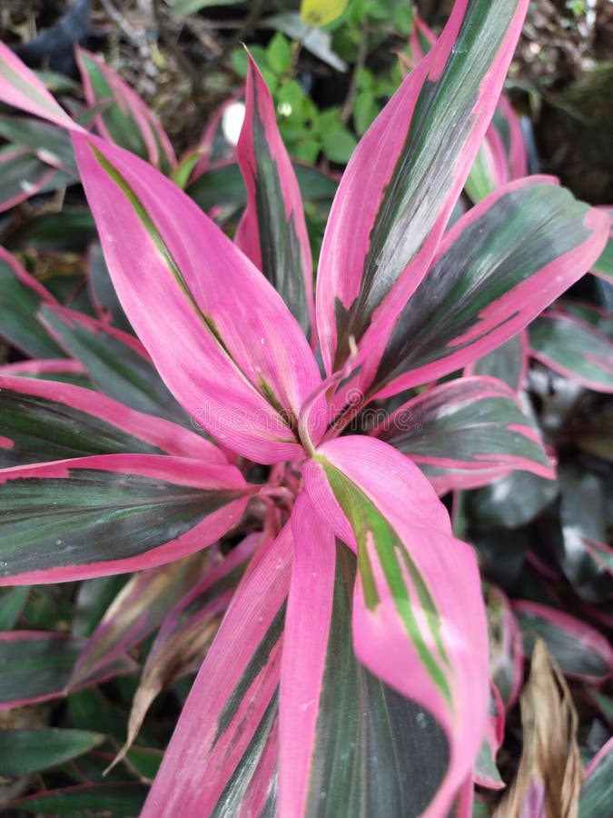 Beautiful Red Wild Plants, in the Yard Stock Image - Image of beautiful ...