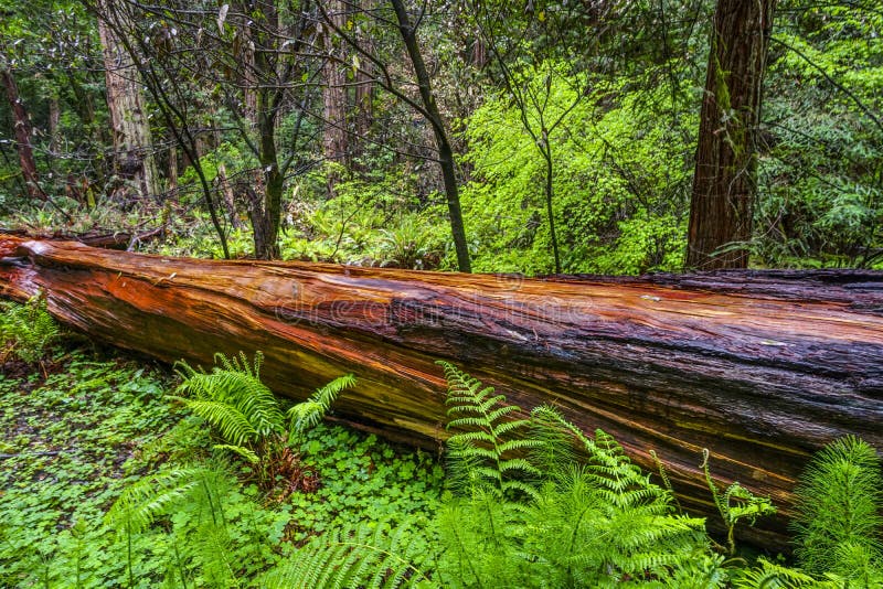 The Beautiful Red Wood of the Western Red Cedar Tree Stock Image ...