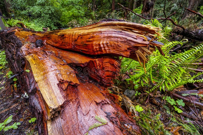 Pacific Northwest Forest and Old Growth Western Red Cedar Tree Stock ...
