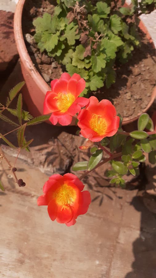 Beautiful Red and Yellow Coloured Office Time Flowers Stock Image ...