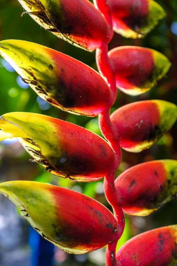 Beautiful Red and Yellow Flower Stock Image - Image of closeup, nature ...