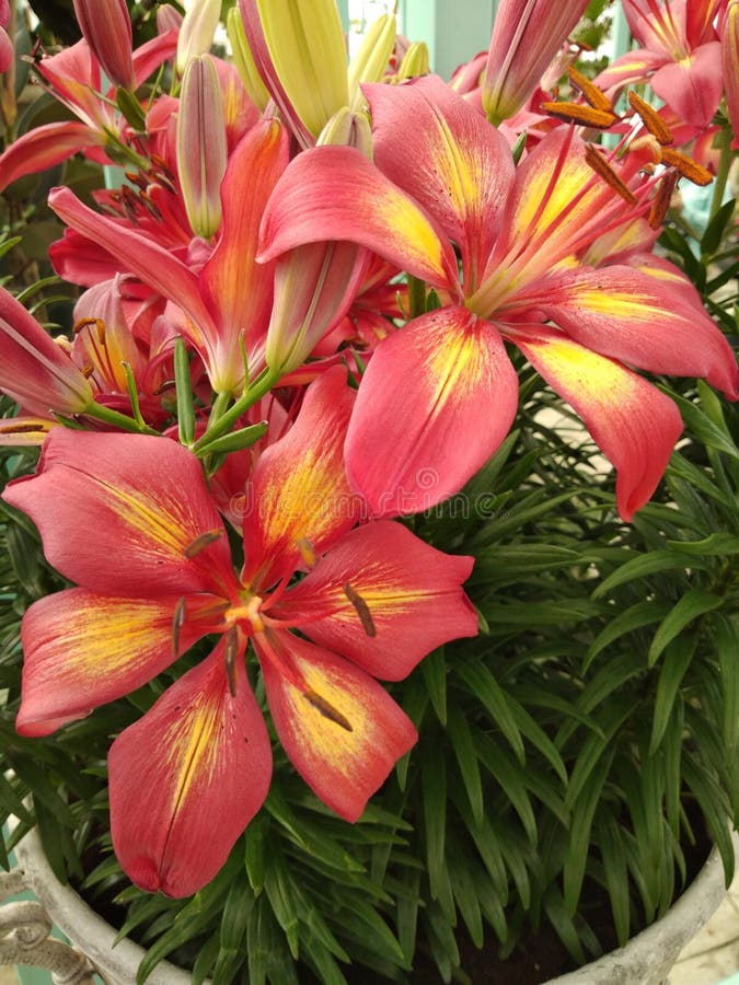 Beautiful Red and Yellow Flower Stock Image - Image of yellow, flower ...