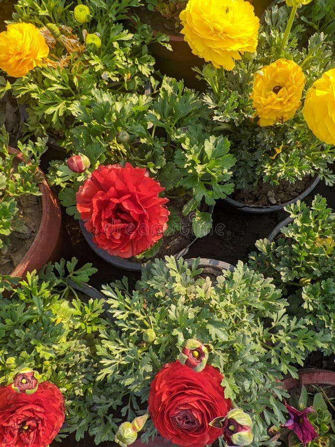 Red and Yellow Roses in the Morning Stock Photo - Image of beautiful ...