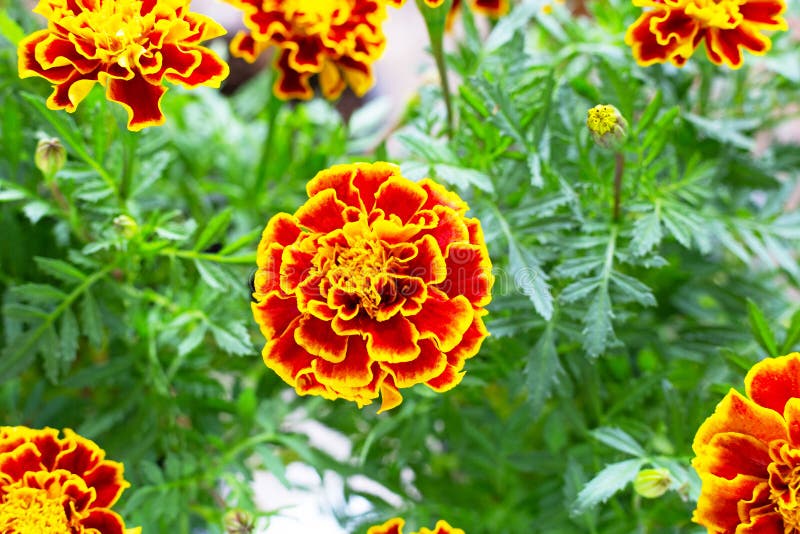Red yellow marigold flower stock photo. Image of faith - 136245024