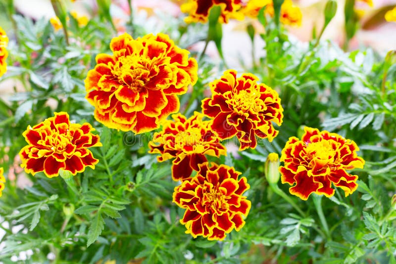 Red yellow marigold flower stock photo. Image of culture - 136245156