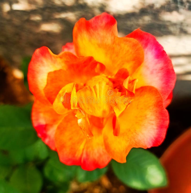 Beautiful red yellow rose stock photo. Image of leaf - 200866670