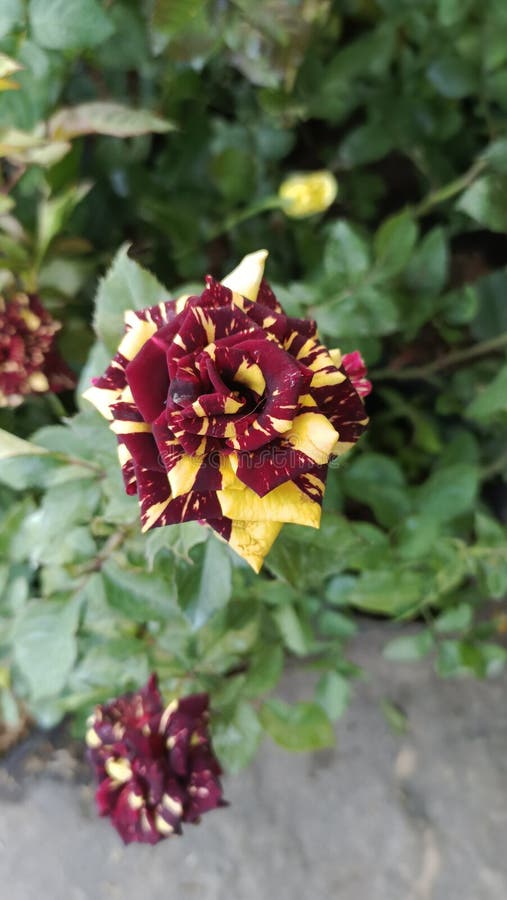 A Beautiful Red and Yellow Rose Bloomed by the Roadside. Stock Photo ...