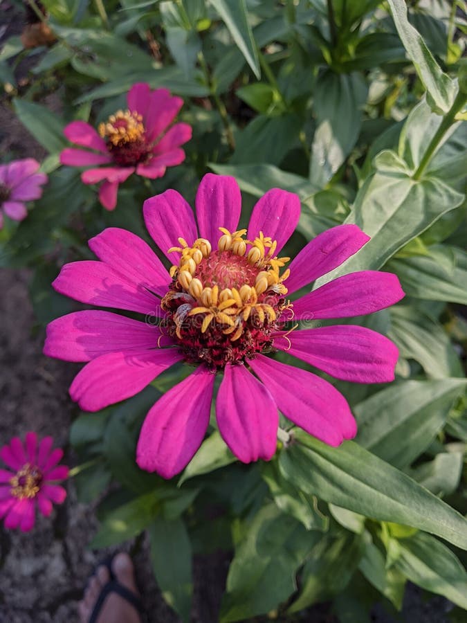 Flower Zania Stock Photos - Free & Royalty-Free Stock Photos from ...