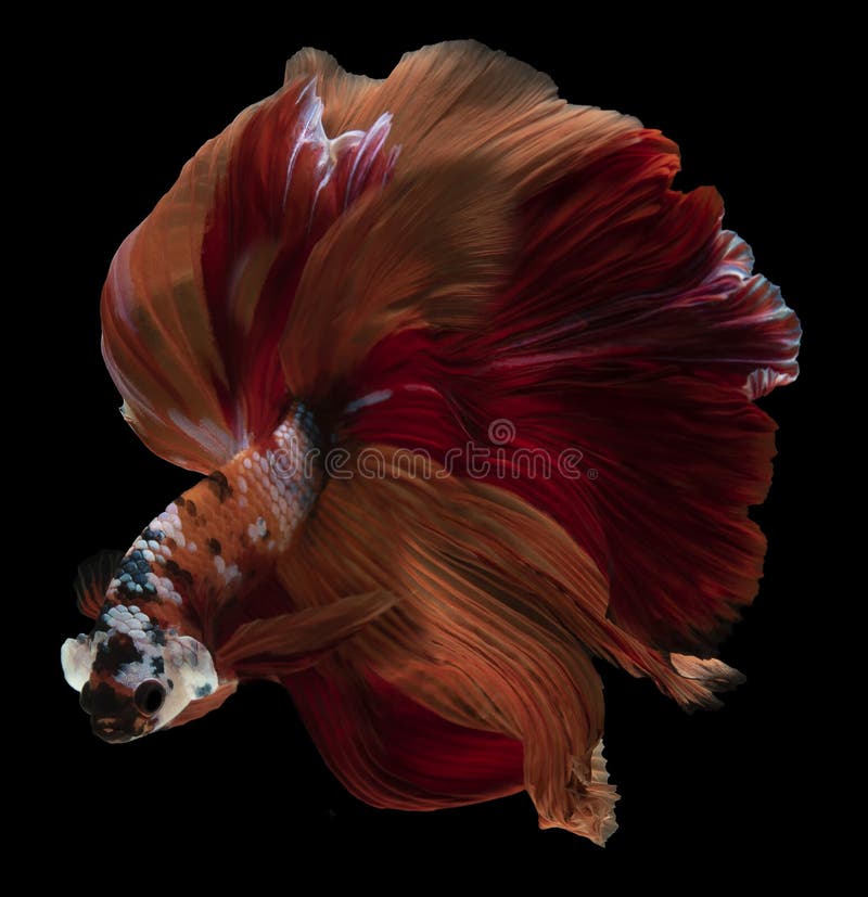 Beautiful Reddish-orange Body and Tail of a Betta Fish the Face is ...