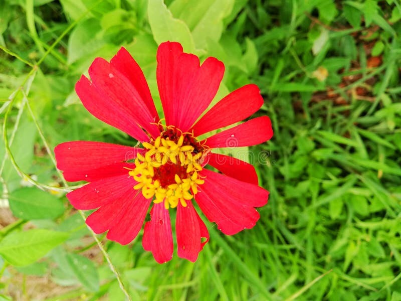 Beautiful Redflowers, Work on the Green Grass with Nature Stock Photo ...