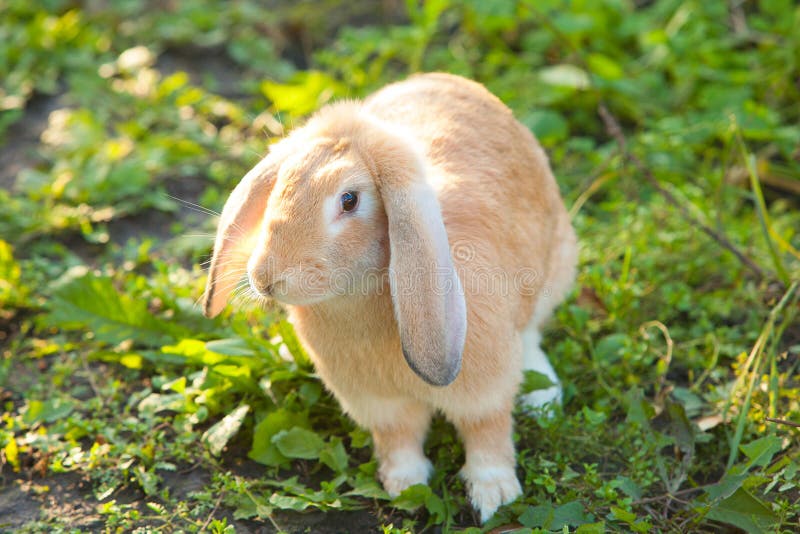 Beautiful redhead rabbit stock image. Image of ears, lawn - 80667451