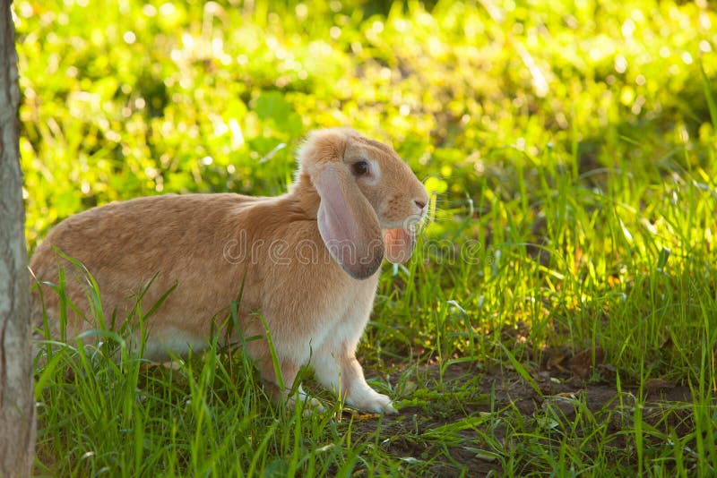 Beautiful redhead rabbit stock photo. Image of large - 80667582