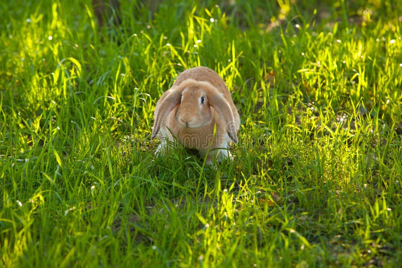 Beautiful redhead rabbit stock photo. Image of long, large - 83258788