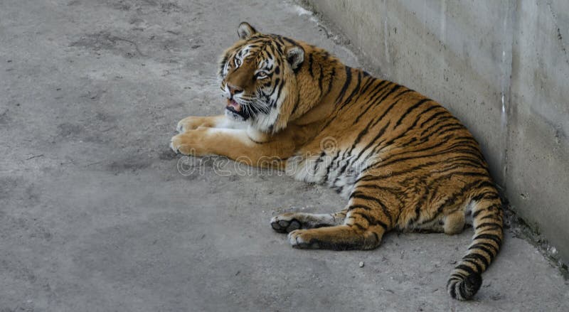 Beautiful redhead tiger stock image. Image of tiger - 114560111