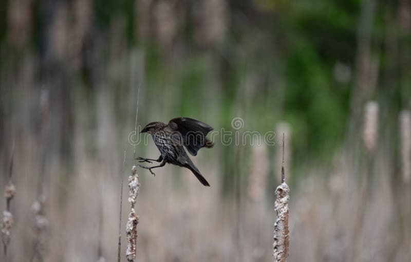 Beautiful Redwing Perched Atop a Tall, Thin Tree Branch. Stock Image ...