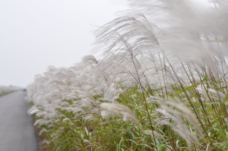 Beautiful Reed Around Huanghe River Stock Image - Image of river ...