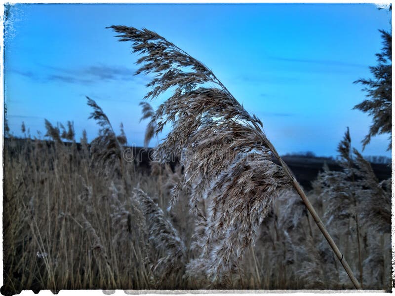 Beautiful Reed and Blue Sky Stock Image - Image of ukraine, blue: 174807445