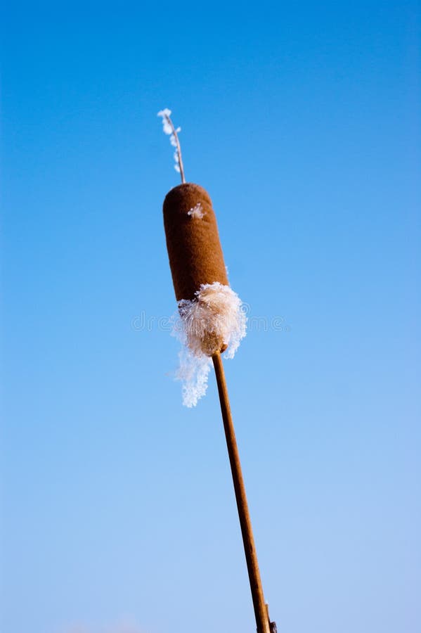 Beautiful reed stock image. Image of brown, beautiful - 81932933