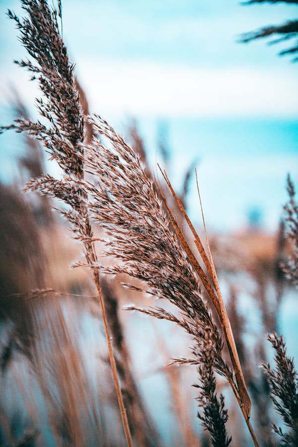 Beautiful Reed in Dutch Landscape Stock Image - Image of reflection ...