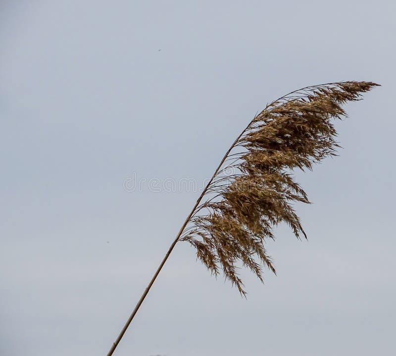 Beautiful Reed Flower Background. May Day Stock Photo - Image of ...