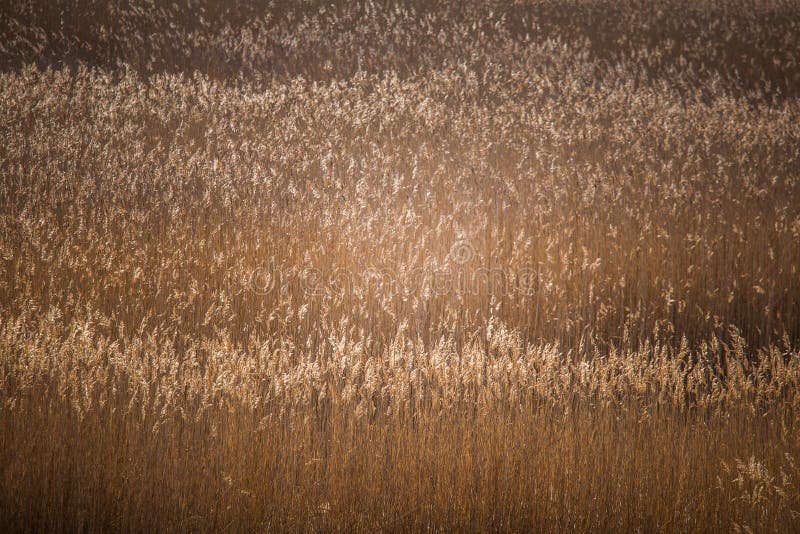 A Beautiful Reed Pattern in a Sunny Spring Day Stock Image - Image of ...