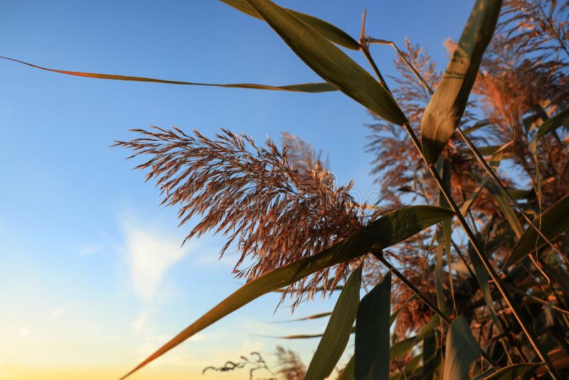 Beautiful Reed Plants Against Blue Sky, Closeup Stock Photo - Image of ...