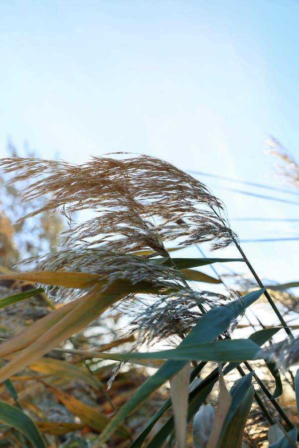 Beautiful Reed Plants Against Blue Sky, Closeup Stock Image - Image of ...