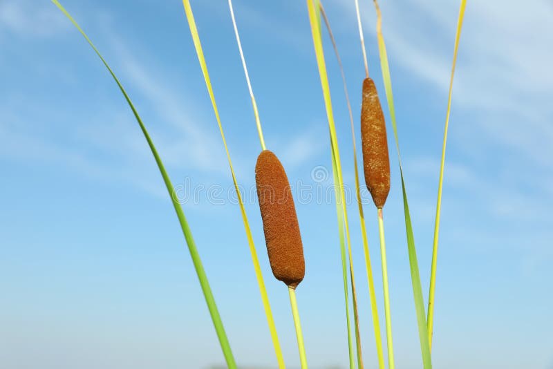 Beautiful Reed Plants Growing Outdoors on Sunny Day Stock Photo - Image ...