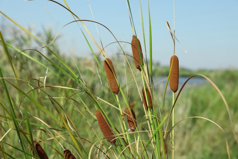 Beautiful Reed Plants Growing Outdoors on Sunny Day Stock Photo - Image ...