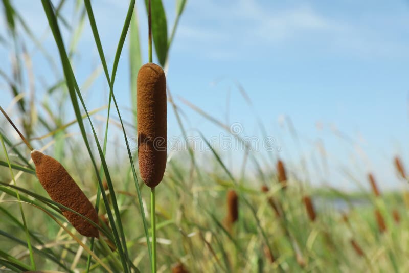Beautiful Reed Plants Growing Outdoors on Sunny Day Stock Photo - Image ...