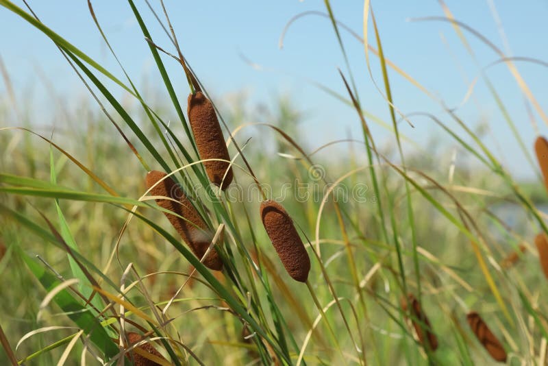 Beautiful Reed Plants Growing Outdoors on Sunny Day Stock Image - Image ...