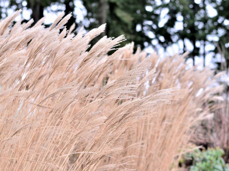 Beautiful reed portrait stock image. Image of park, flora - 30791443