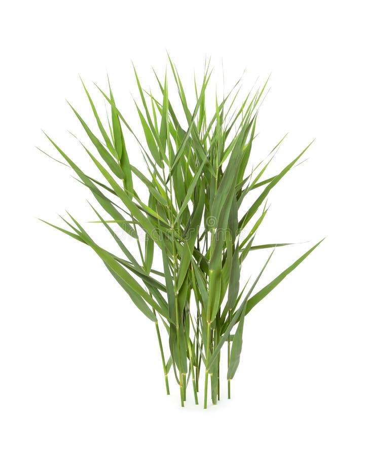 Beautiful Reeds with Lush Green Leaves on White Background Stock Image ...