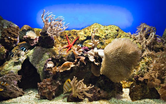 Beautiful reef stock image. Image of life, ocean, beautiful - 23226567