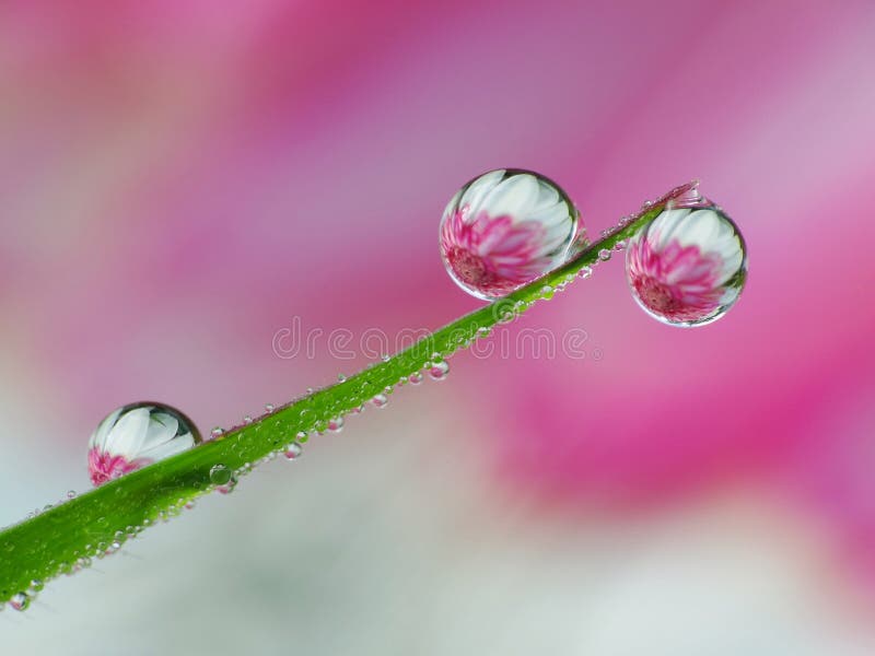 Beautiful Reflection of Flowers Inside Dewdrops Stock Image - Image of ...
