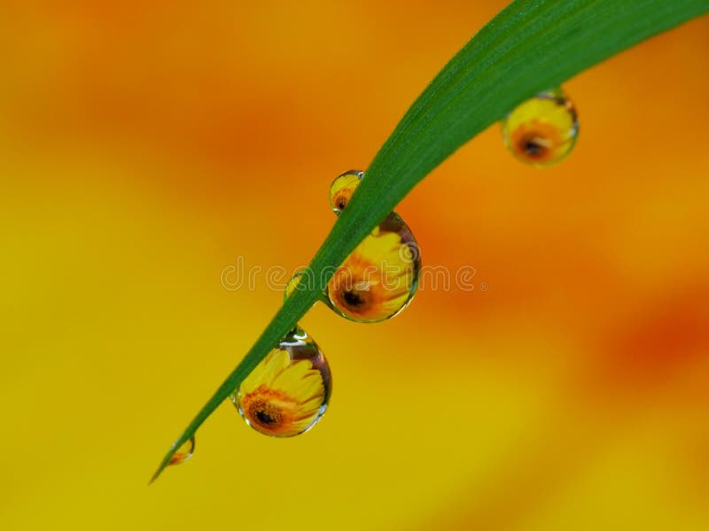 Beautiful Reflection of Flowers Inside Dewdrops Stock Image - Image of ...
