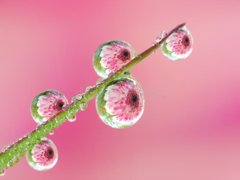 Beautiful Reflection of Flowers Inside Dewdrops Stock Photo - Image of ...