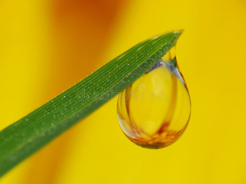 Beautiful Reflection of Flowers Inside Dewdrops Stock Photo - Image of ...