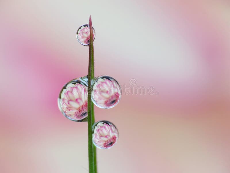 Beautiful Reflection of Flowers Inside Dewdrops Stock Image - Image of ...