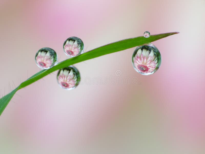 Beautiful Reflection of Flowers Inside Dewdrops Stock Image - Image of ...