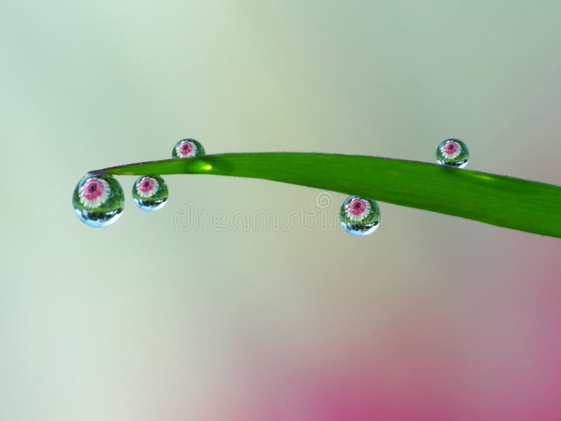 Beautiful Reflection of Flowers Inside Dewdrops Stock Photo - Image of ...