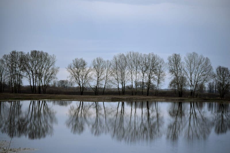 Reflection on a Lake with Trees in the Water Stock Photo - Image of ...