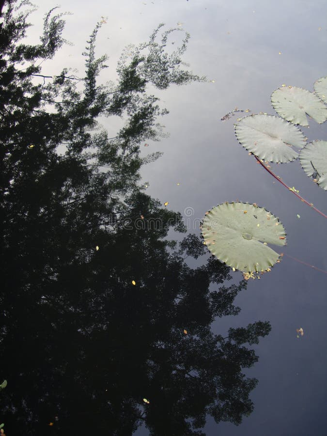Beautiful Reflex of Flower in Water Drop Stock Photo - Image of pink ...