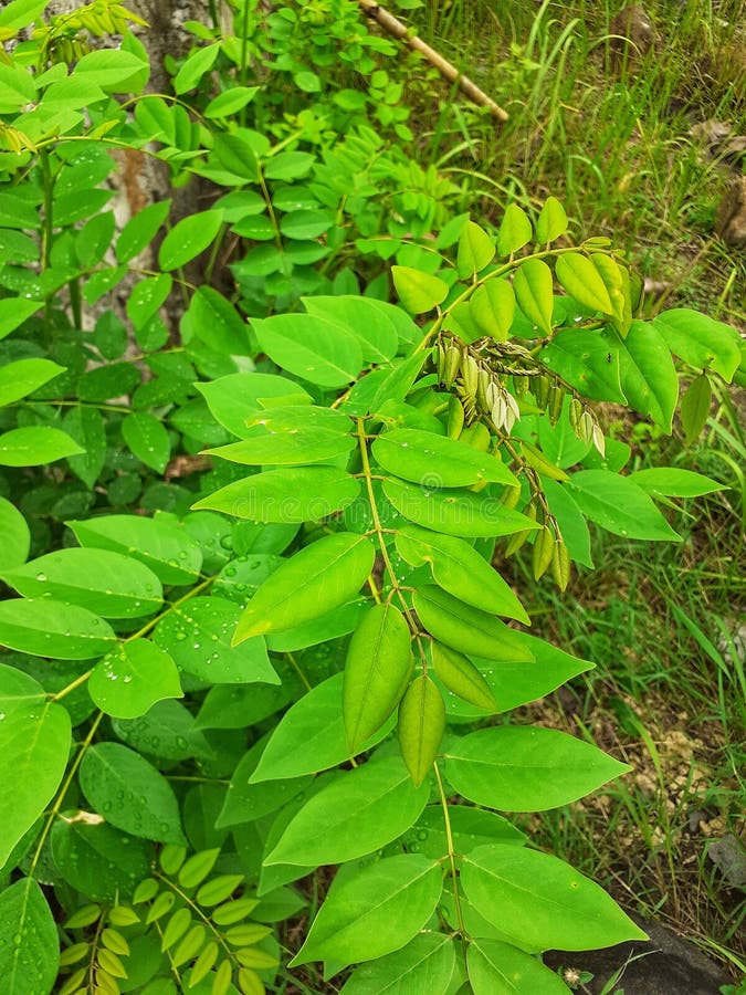 Beautiful, Refreshing Looking Branching Plant Stock Photo - Image of ...