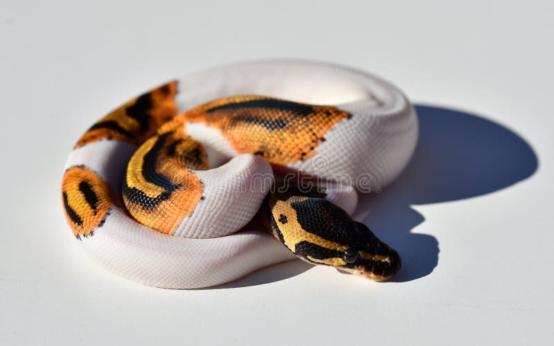 A beautiful regius snake stock photo. Image of regius - 239449720